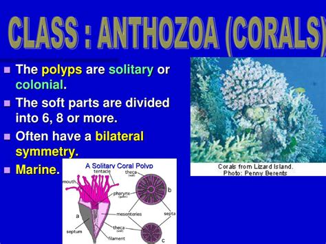 Ppt Cnidaria Powerpoint Presentation Free Download Id6034802