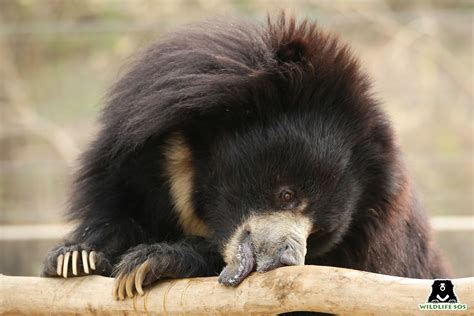 Essential Enrichments For Sloth Bears Wildlife Sos