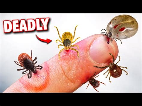 Which Ticks Are The Most Dangerous