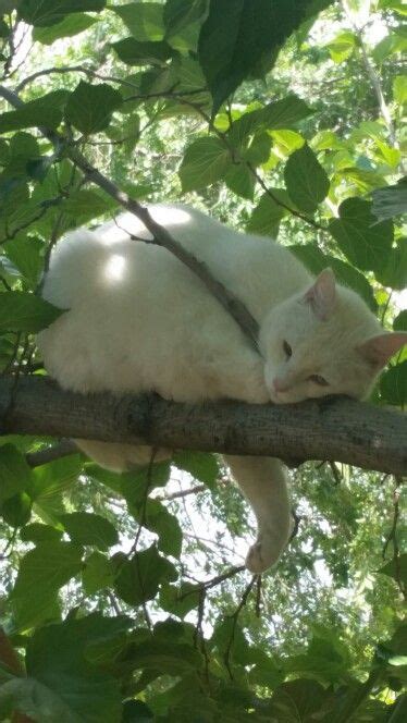 Prometheus Kittens Funny Cute Cats Cats And Kittens