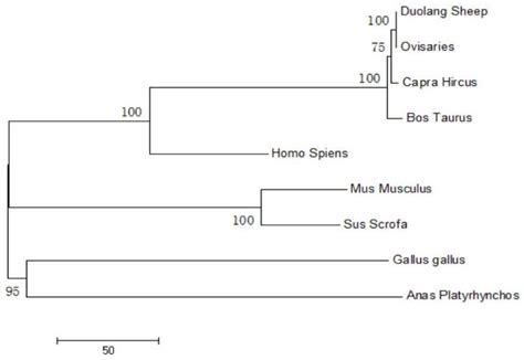 Cloning And Bioinformatics Of Ctsd Gene And Its Expression At The Onset