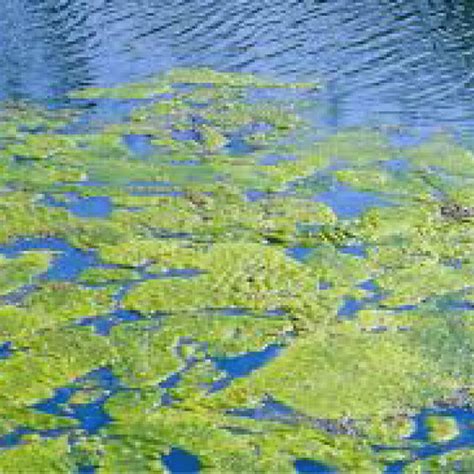 Photographic View Of Freshwater Algae Chlorella Vulgaris Thakkolam