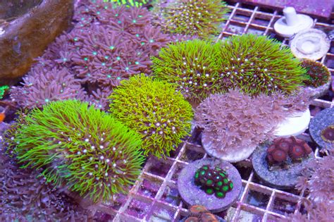 Star Polyp Coral