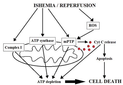 Scheme Of Ischemia Reperfusion Targets In Heart Mitochondria Leading To