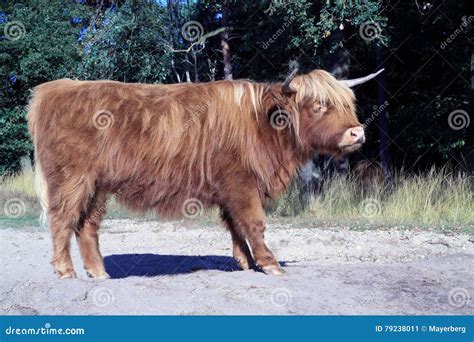 Nieuwsgierige Dieren Mini Schotse Hooglander Stock Afbeelding Image