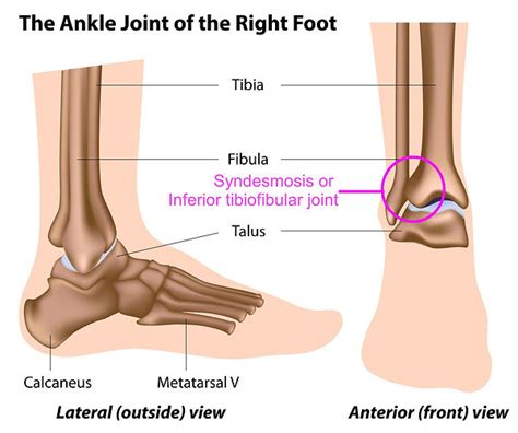 Distal Tibiofibular Joint Ankle