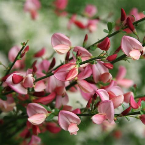 Scotch Broom Flower