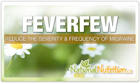 Feverfew: Natural Migraine Relief and More | National Nutrition Article ...