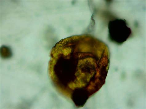 Antrim Algae Cyst By Pr0teusunbound On Deviantart