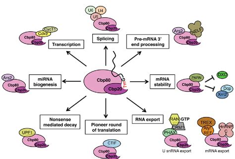 Figure 3 From Cap Binding Complex Cbc Semantic Scholar