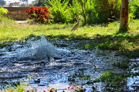 Bird Egret Ornithology Free Photo On Pixabay Pixabay