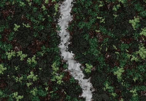 Ethan Duong Jungle From Above