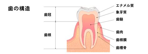 歯の構造について 新宿ではじめる歯周病治療と予防｜『歯科の予防はじめる