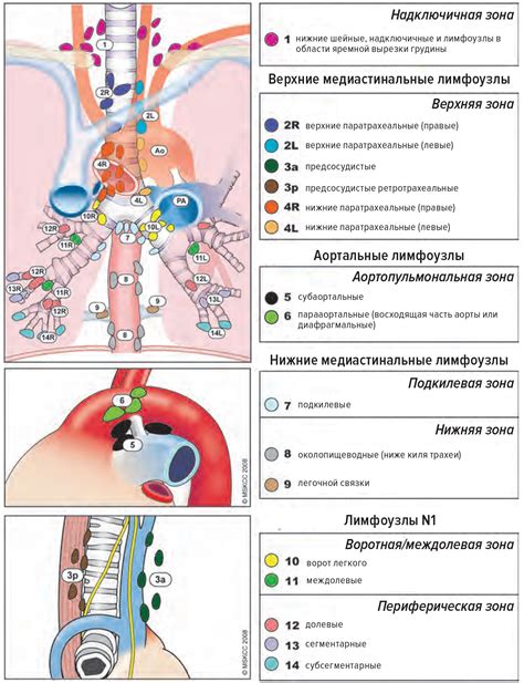 Надключичные лимфоузлы расположение схема у взрослых