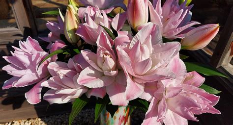 Lily Double Diamond Product On Thursd