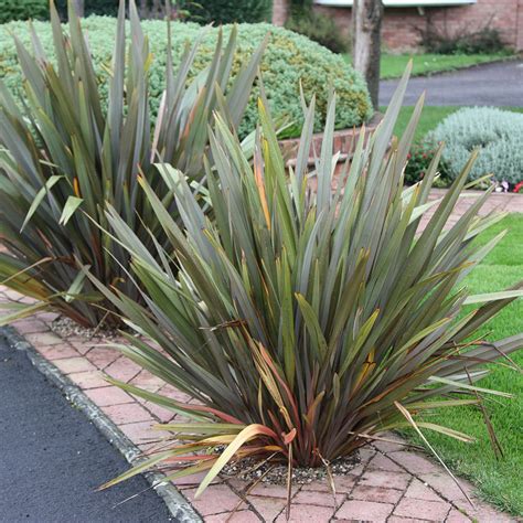 Types Of New Zealand Flax At Betty Watkins Blog