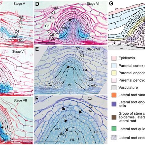 Pdf Lateral Root Formation Involving Cell Division In Both Pericycle