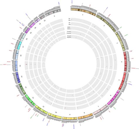 The Differentially Mutated Genes Between Breast Cancer Subtypes A Download Scientific Diagram
