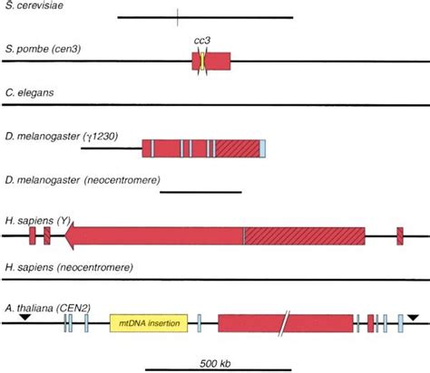 Centromeric Dna Structures To Scale Tandemly Repeated Sequences Are Download Scientific Centromeric Dna Structures To Scale Tandemly Repeated Sequences Are Download Scientific