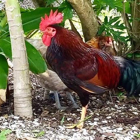 Poco Life Home Facebook