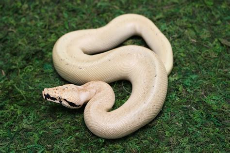 Golden Eye Short Tailed Python Traits Morphpedia