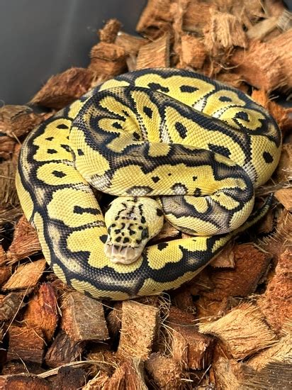 Pastel Clown 66 Het Hypo Poss Het Dg Ball Python By Arsenal Exotics