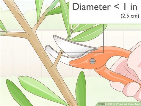 Pruning Olive Trees Artofit