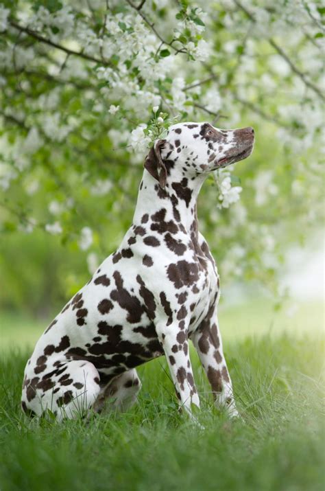 Dálmata Características Carácter Y Cuidados