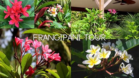 Frangipani Tropical Modern Garden Design Tropical Paradise Unveiling