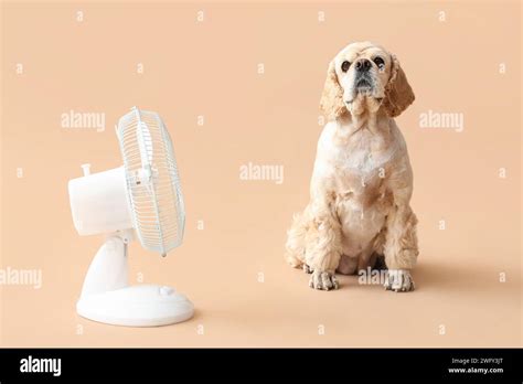 Adorable American Cocker Spaniel Sitting Next To White Tabletop Fan On