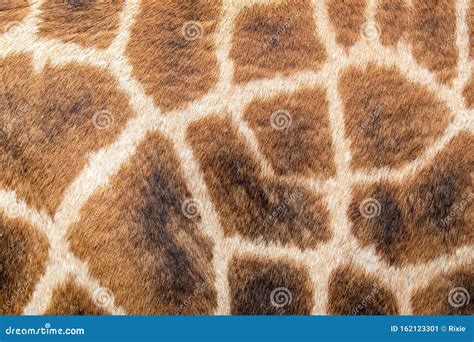 Masai Giraffe Skin Closeup Stock Image Image Of Spots 162123301