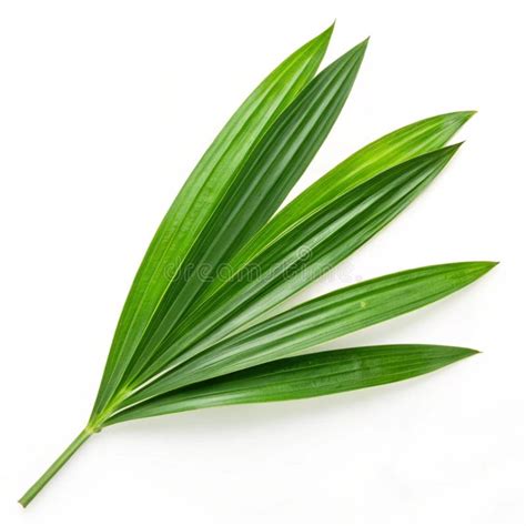 Pandan Leaf Stock Illustration Illustration Of Fresh 363824463