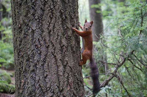 Premium Photo Squirrel On Tree Trunk