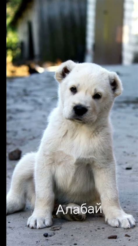 Пароды собак 1часть Youtube