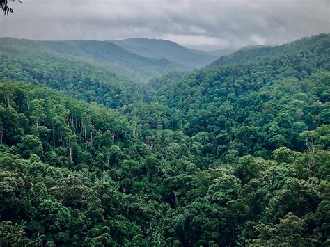 The Walking Trees Of Ecuador Geography Scout