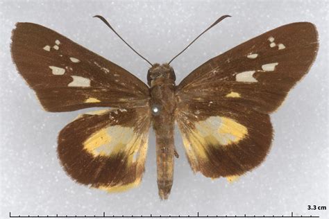 Andronymus Evander Type Specimens