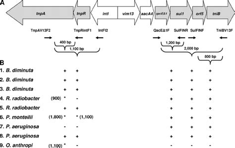 Structure Of The Class 1 Integron Carrying Bla Vim 13 And Its Flanking Download Scientific
