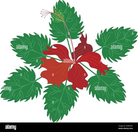 Beautiful Flower Illustration Fresh Red Hibiscus Flowers Rose Mallow