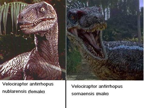 Jp Raptors Two Species By Ponchofirewalker01 On Deviantart