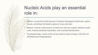 Nucleic Acid PPTX Biological Sciences Science
