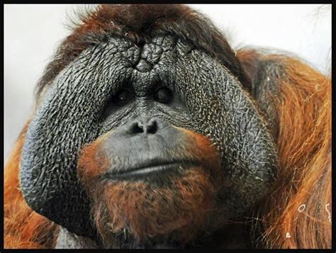 Robin The Bornean Sumatran Orangutan 39 Years Old Orangutan Neck