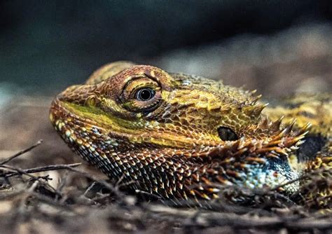 How To Tell If Your Bearded Dragon Is Dying Signs And Causes