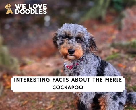 13 Interesting Facts About The Merle Cockapoo