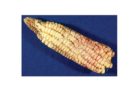 Mycotoxin Research Can Help Curb Negative Effects Sa Grain