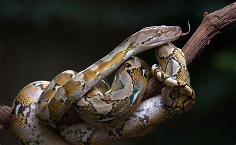 Reticulated Python Size Habitat Diet And Facts Britannica
