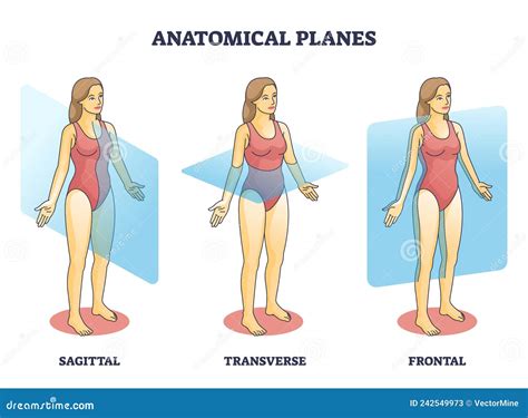 Anatomical Planes Examples For Medical Human Body Transection Outline Diagram Cartoon Vector