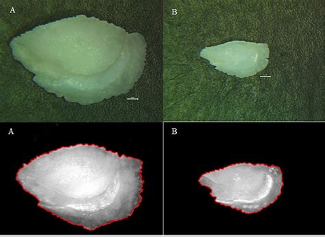 Original Otolith Shapes And The Red Outline Marks The Shape Of The Download Scientific Diagram