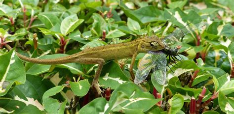 What Do Lizards Eat Everything You Wanted To Know