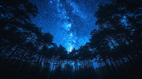 Download Ai Generated Forest Stars Royalty Free Stock Illustration Image Pixabay