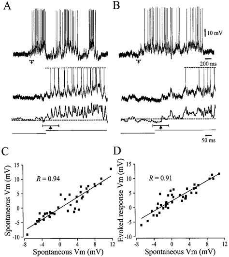 Fluctuations In Spontaneous And Evoked V M Are Linearly Correlated A Download Scientific